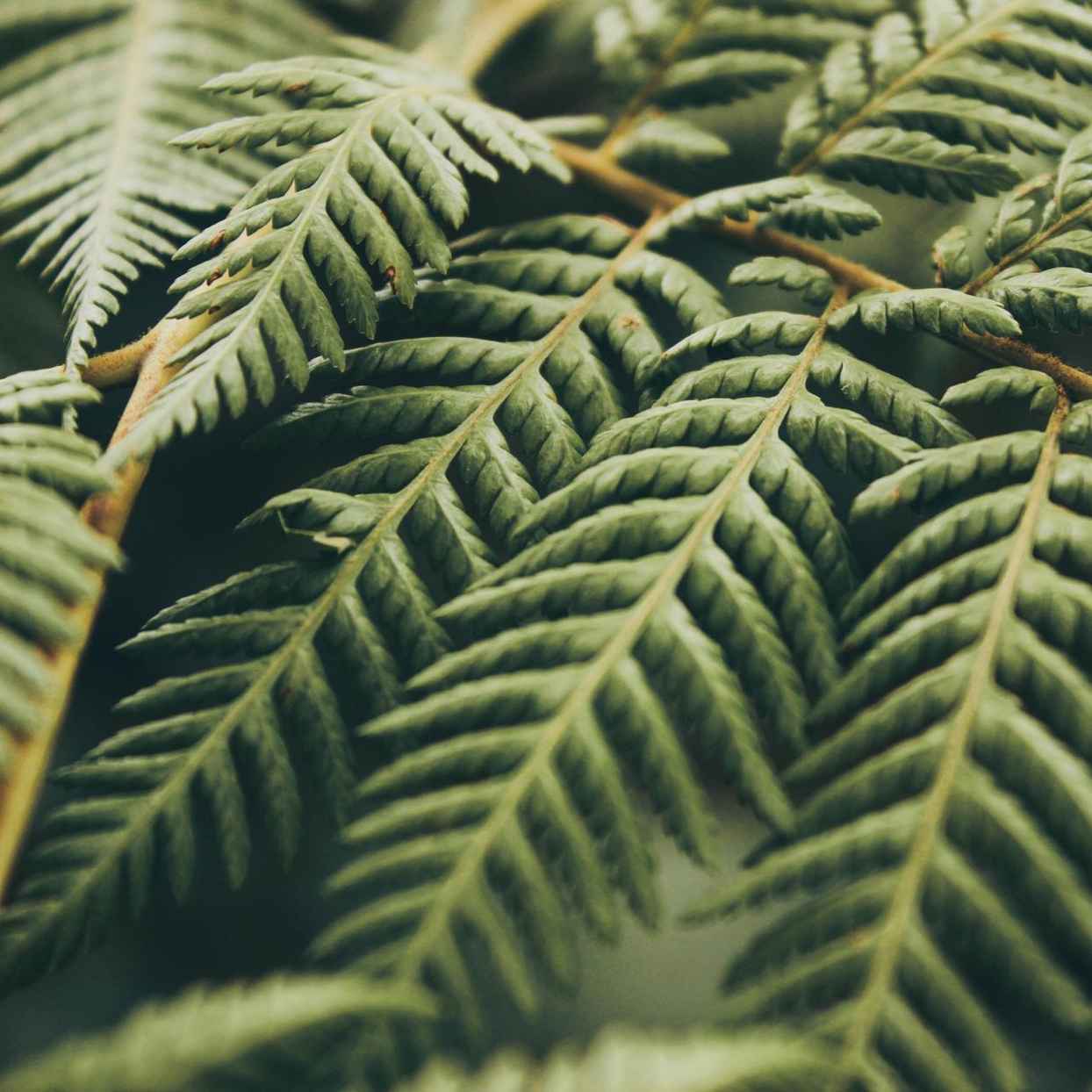 Meeting Depository Receipt holders of SAAT votes for ‘one share one ...