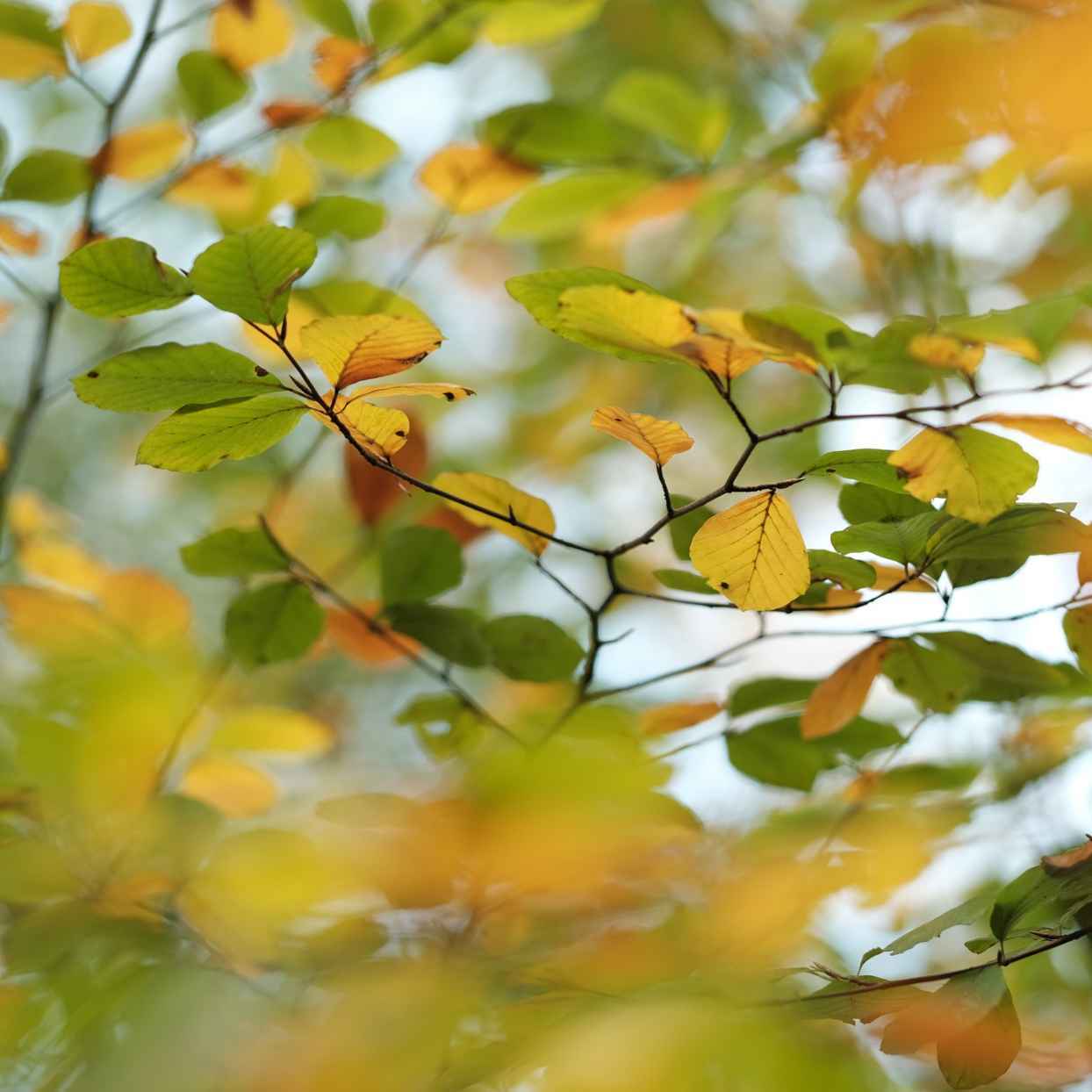 Detailed explanation of SAAT’s choices to vote for all agenda items on ...