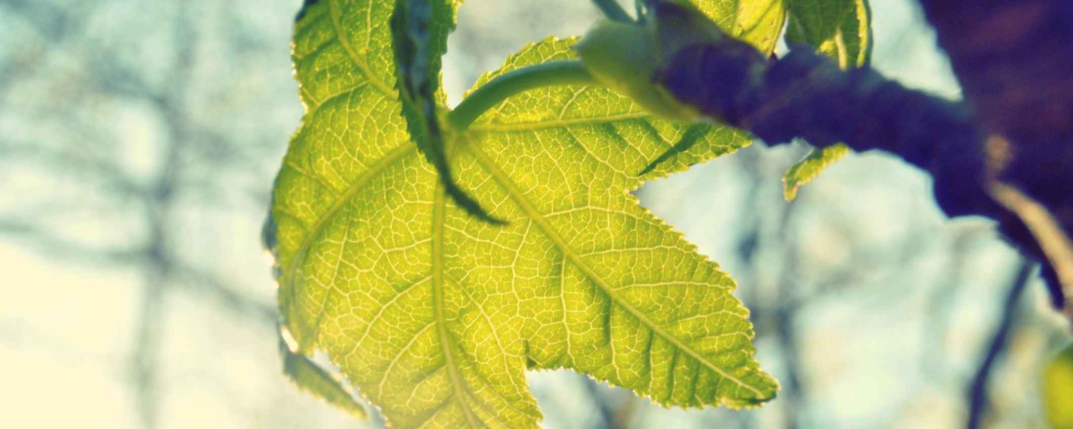 SAAT's response to SCTB's Newsletter | SAAT Foundation