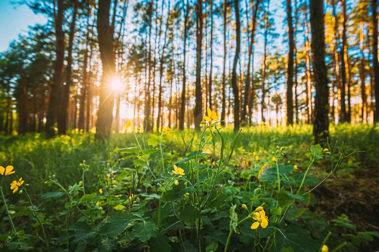 SAAT’s voting statement regarding voting items on Triodos Bank's AGM agenda